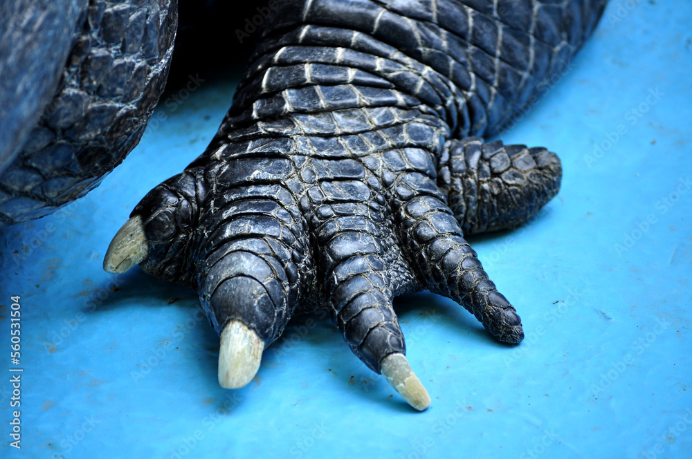 American alligator (Alligator mississippiensis) Muja, world's oldest ...