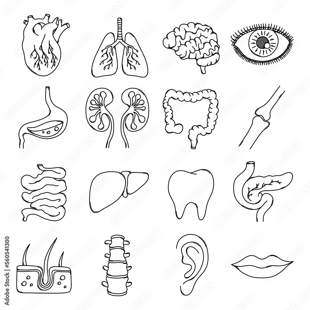 Human organs Doodle vector icon set. Drawing sketch illustration hand ...