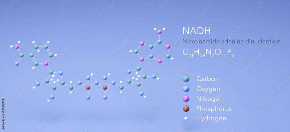 molecule nadh, molecular structures, 1,4-Dihydronicotinamide adenine ...