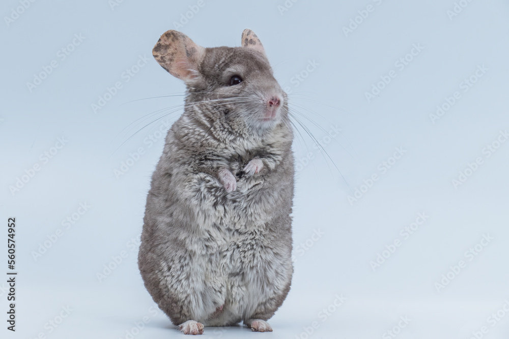 Chinchilla stands on its hind legs isolated on a white background. Home ...