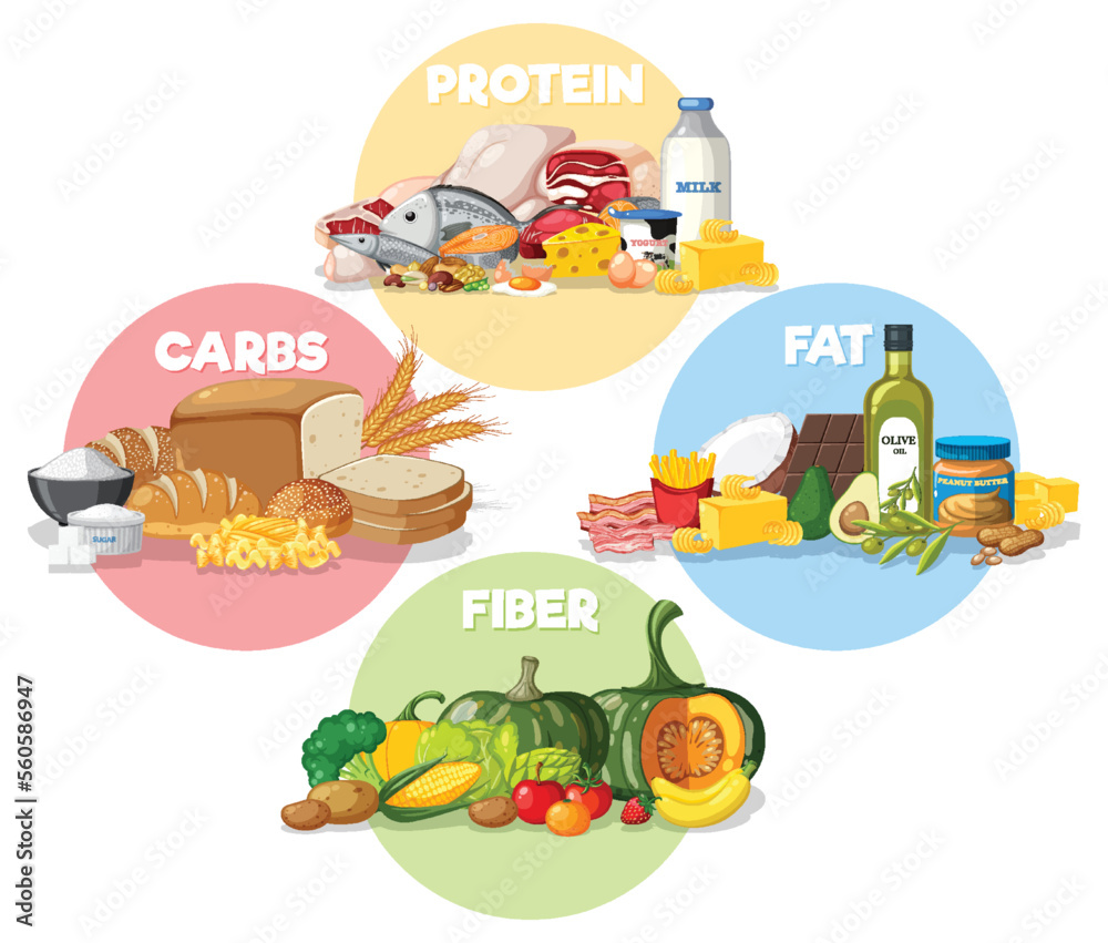 The four main food groups Stock Vector | Adobe Stock