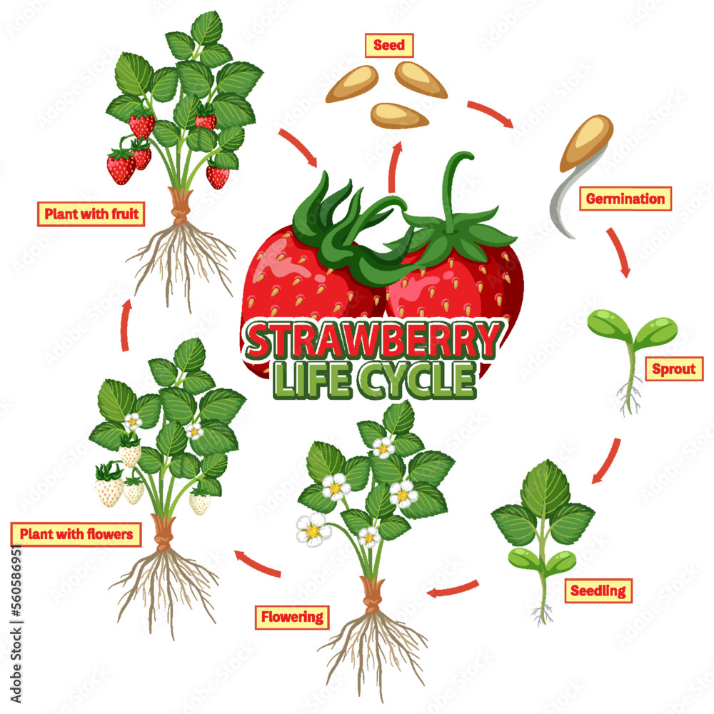 Life cycle of strawberry diagram Stock Vector | Adobe Stock