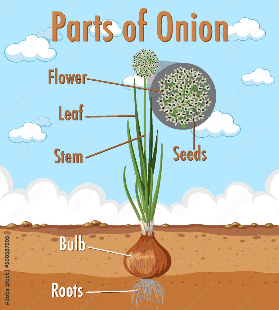 Diagram showing parts of onion Stock Vector | Adobe Stock