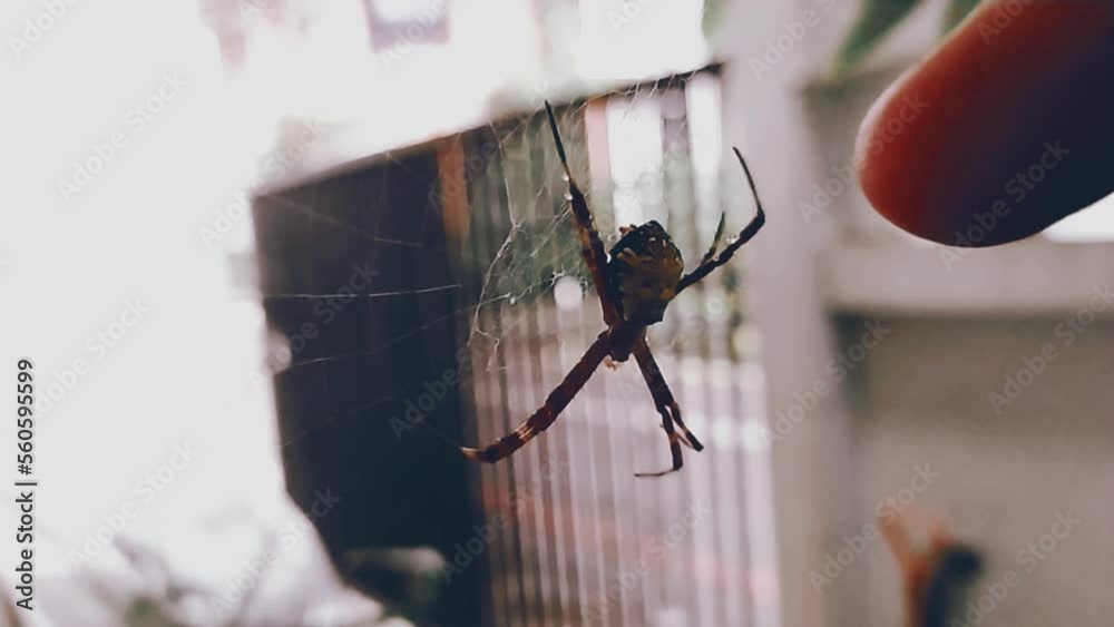 close up zoom macro footage of domestic spider in his spider web nest ...
