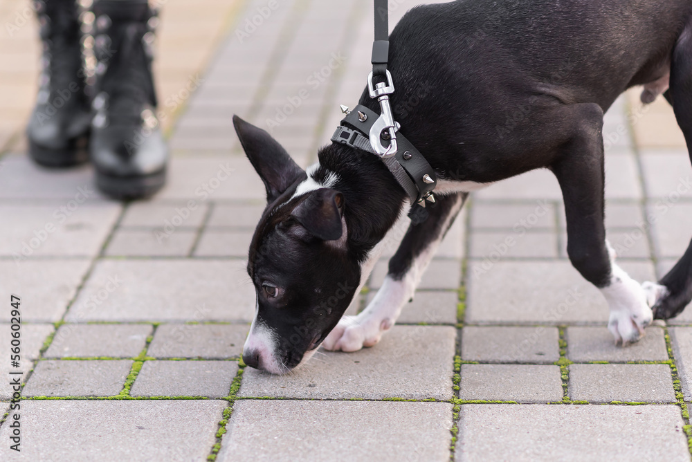 Cute puppy in black and white in a collar with spikes. Dog mix ...