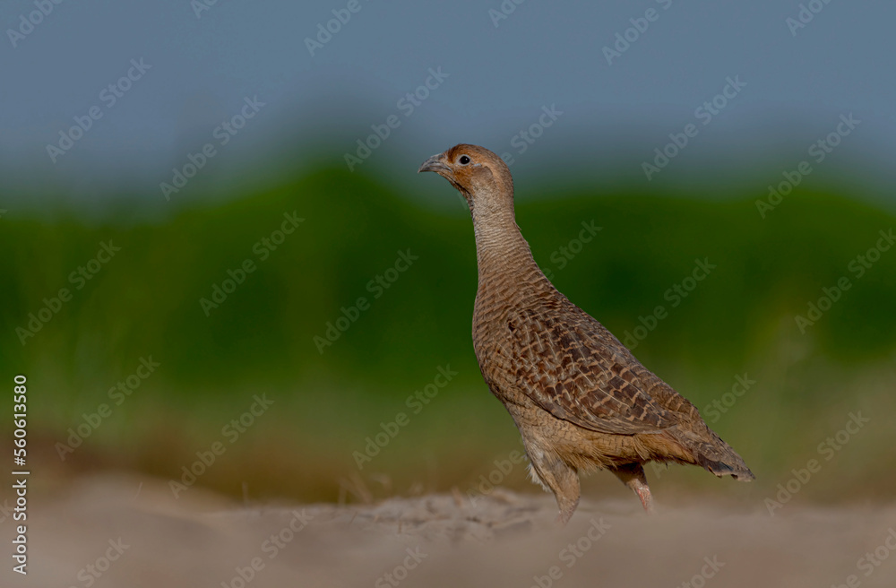 beautiful closeup of grey francolin in the habitat, The grey francolin ...