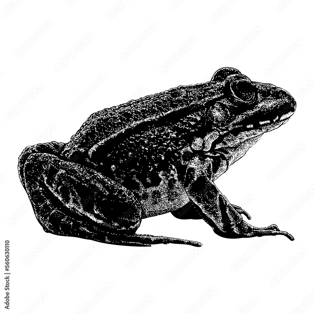 Edible Frog hand drawing. Vector illustration isolated on background ...