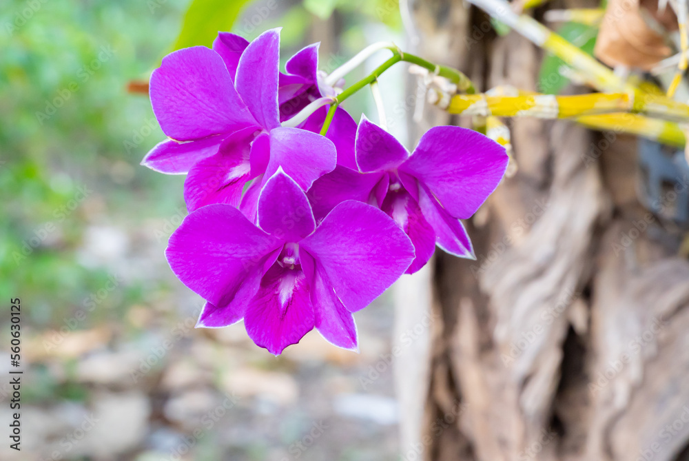 Deep purple orchid flowers in the middle of the flower faded white at ...