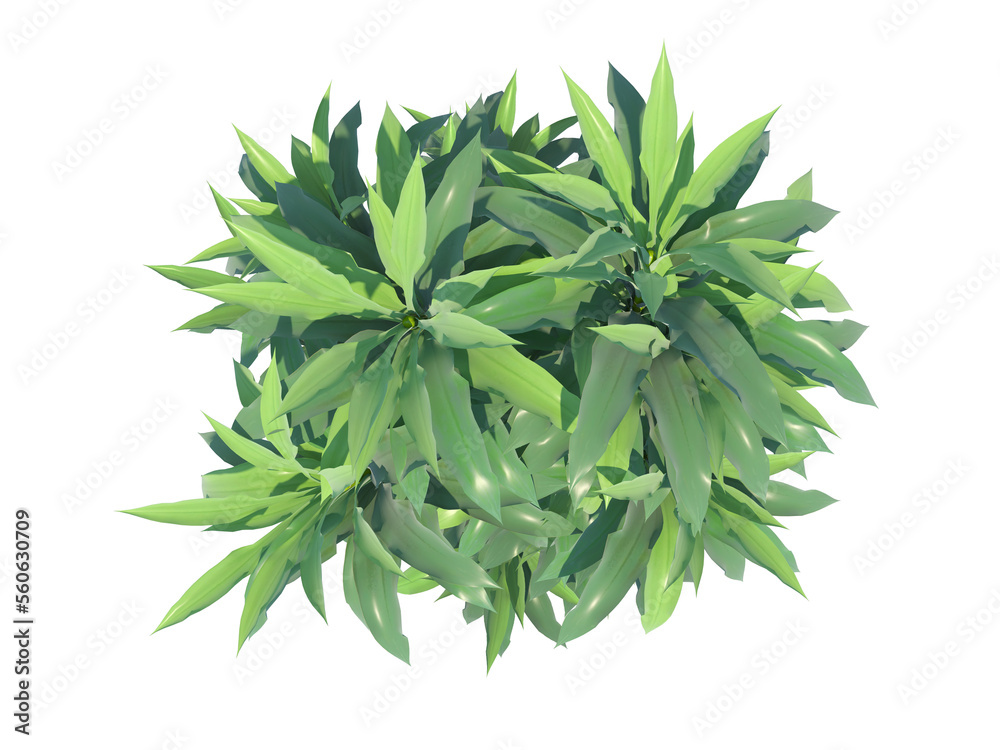 Lucky Bamboo top view png alpha channel Stock Illustration | Adobe Stock