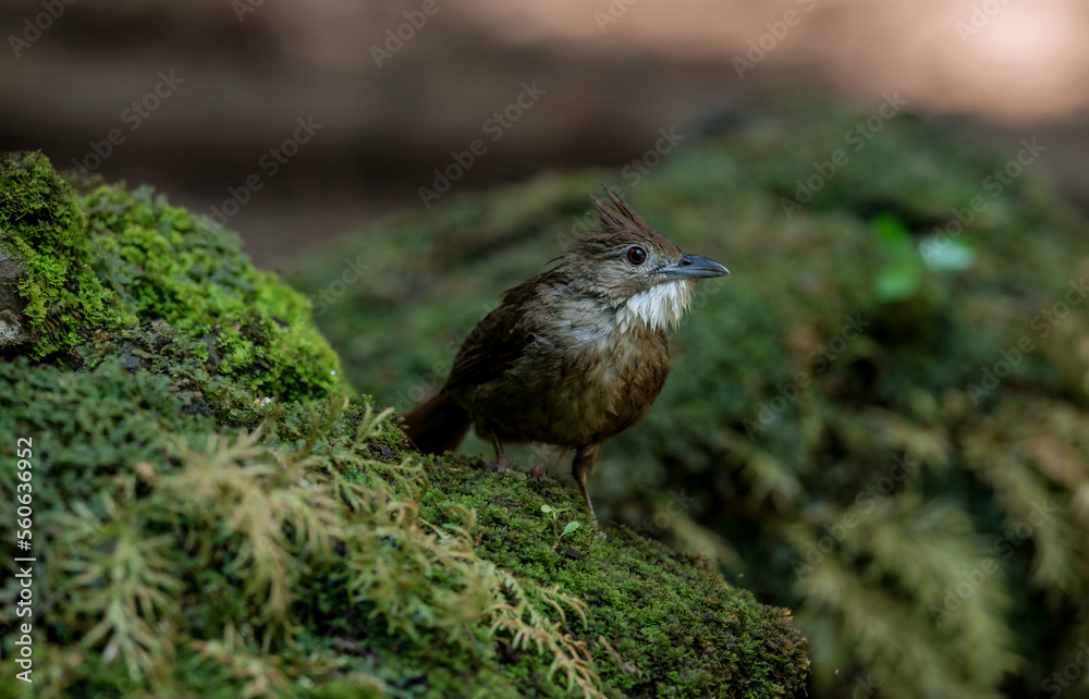 Ochraceous Bulbul Body feathers above and below are more dark brown ...
