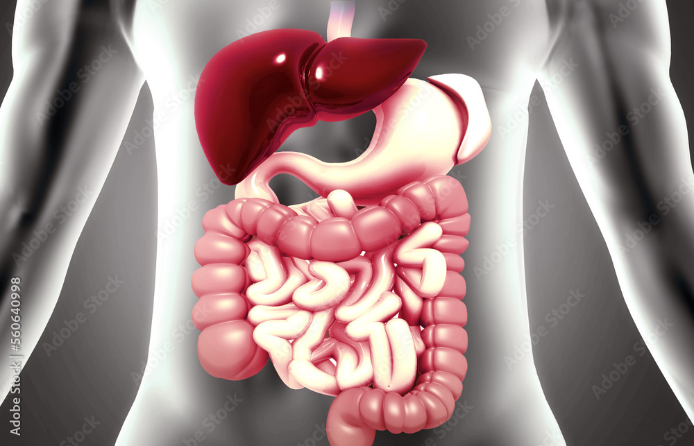 Anatomy of human digestive system. 3d illustration Stock Illustration ...