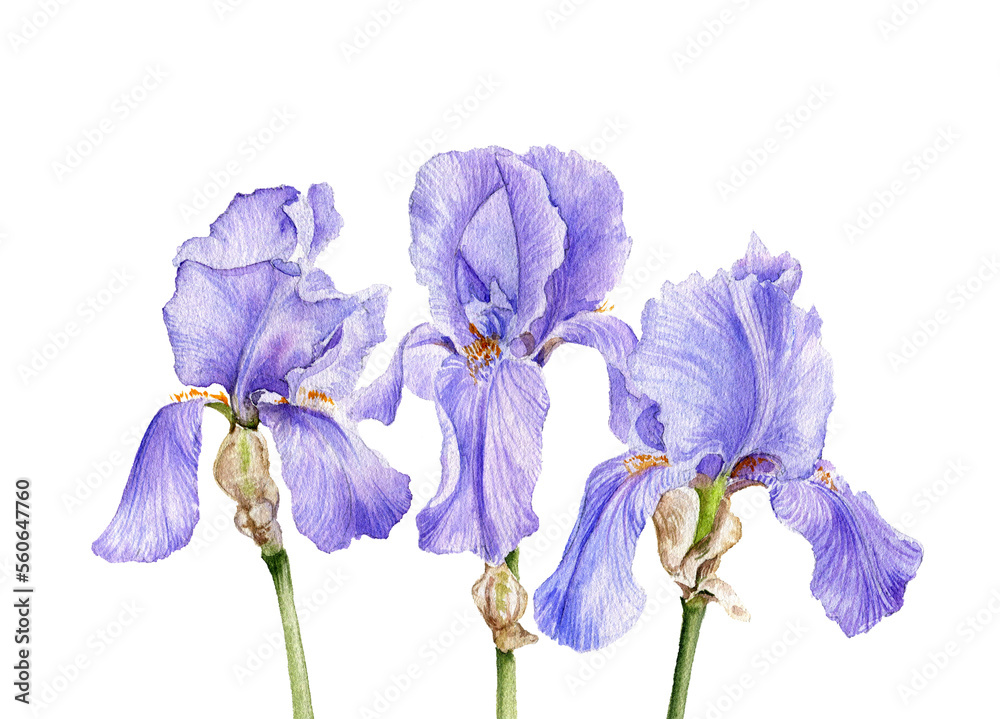 watercolor drawing flowers of blue iris, Limniris at white background ...