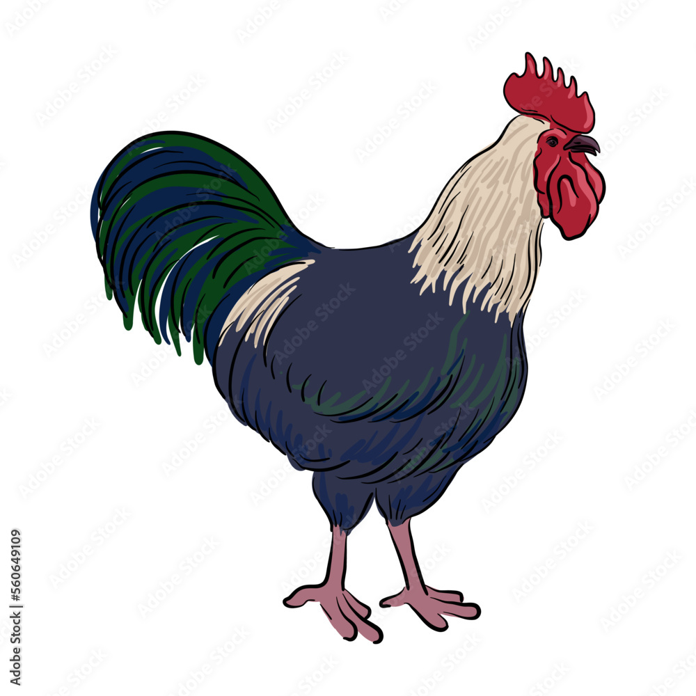 vector drawing sketch of rooster, hand drawn bird, isolated nature ...