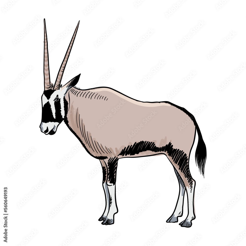 vector drawing sketch of animal, East African oryx, hand drawn beisa ...