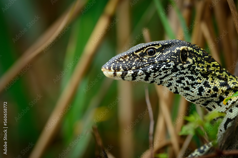 Water Monitor (Varanus nilotica). Kosi Bay. KwaZulu Natal. South Africa ...