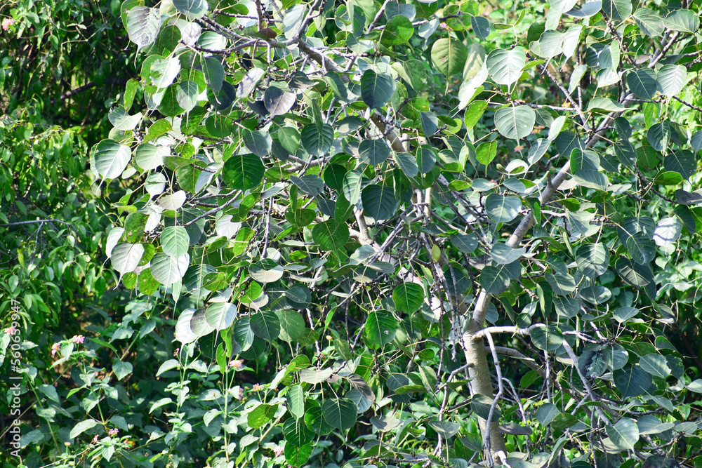 Sacred fig leaf (Ficus religiosa L , Peepal Tree, Bodhi Tree, Bo Tree ...