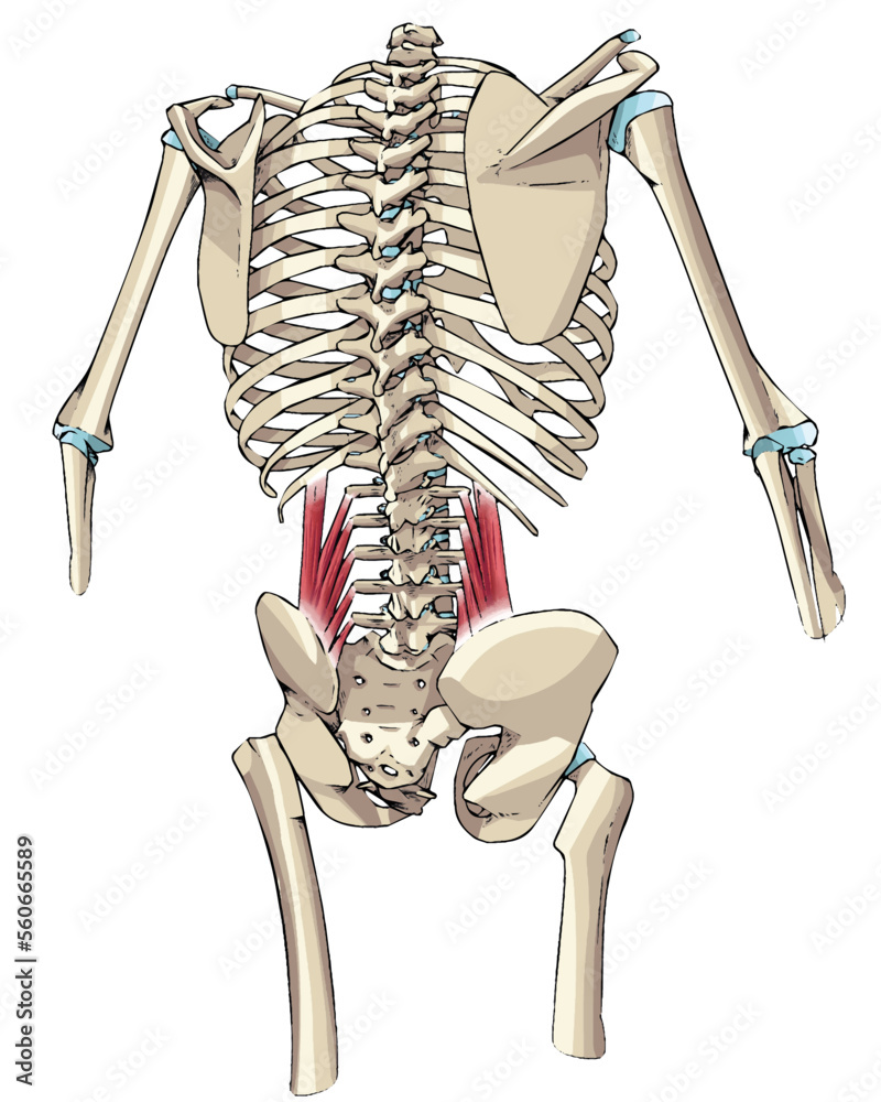 dibujo musculo cuadrado lumbar Stock Vector | Adobe Stock