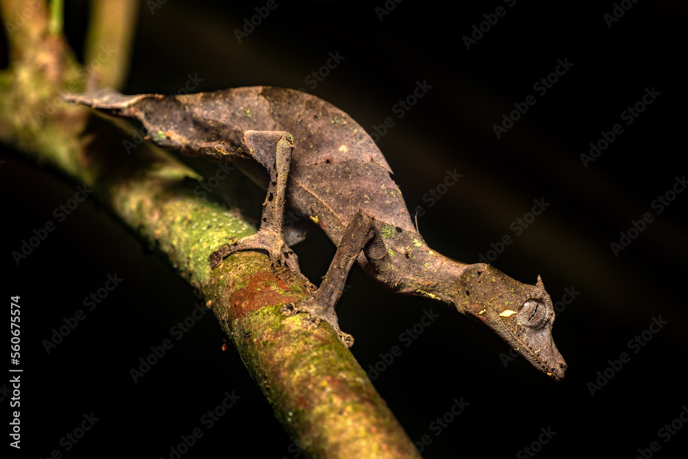 Satanic leaf-tailed gecko (Uroplatus phantasticus), eyelash leaf-tailed gecko or phantastic leaf ...