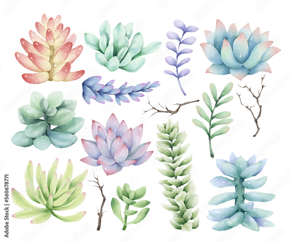 Vector Cactus ,Cactus potted, watercolor painting. Cacti, succulents ...