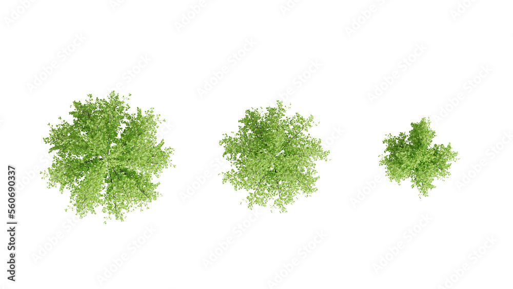 top down view set of 3 Pale Bush on white, 3d rendering of png ...