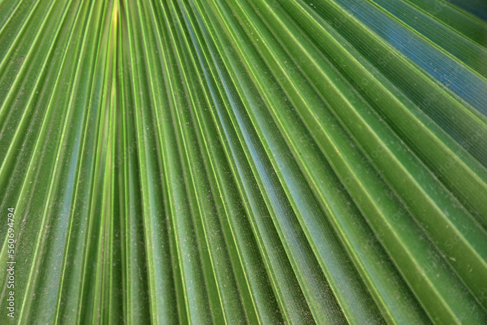 hoja de palmera palmito verde textura 4M0A3003-as23 Stock Photo | Adobe ...