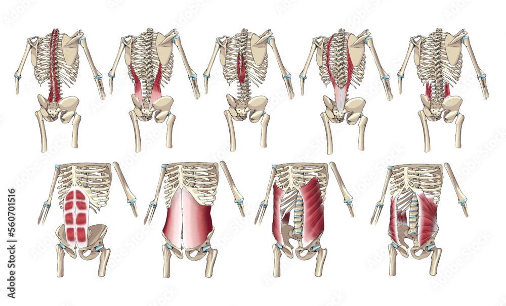 músculos core dibujo Stock-Vektorgrafik | Adobe Stock