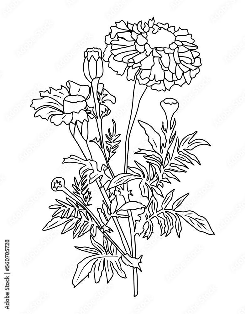 Birth month flower line art illustration on transparent background. PNG ...