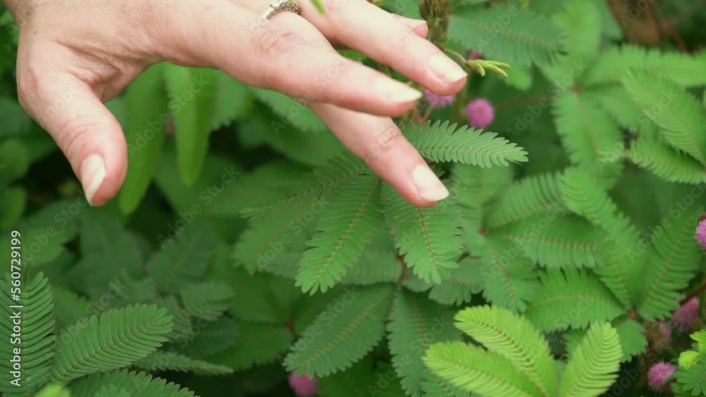 Green leaves of shy mimosa. A shy plant is called sensitive, sleepy ...