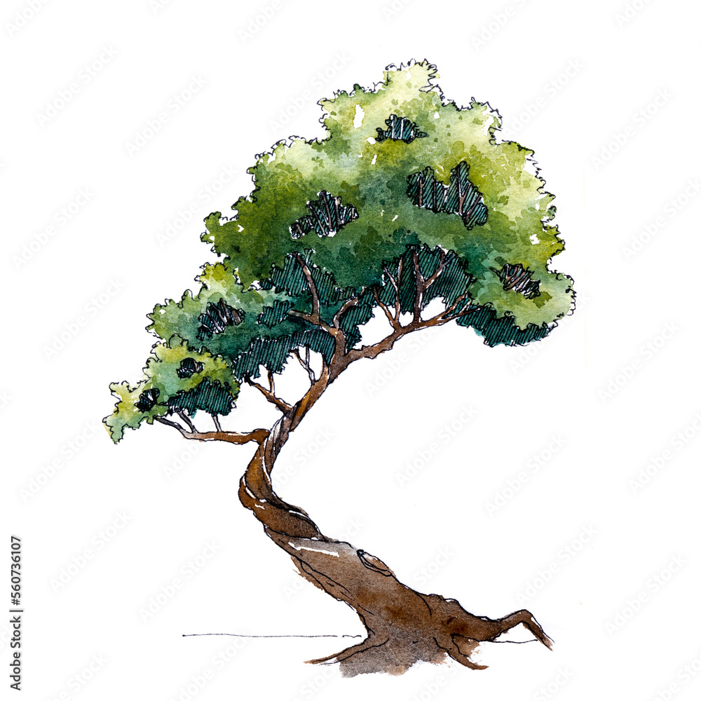 Green tree with leaves. Hand drawn watercolor painting, isolate on ...