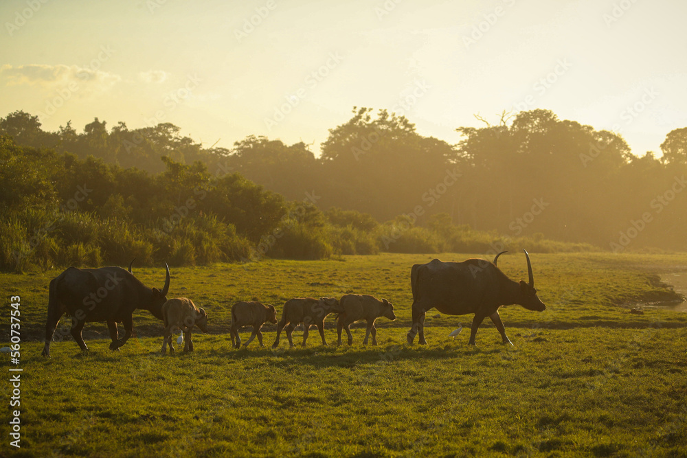 Big wild water buffalo in Kaziranga. Family of buffalos in the wild ...