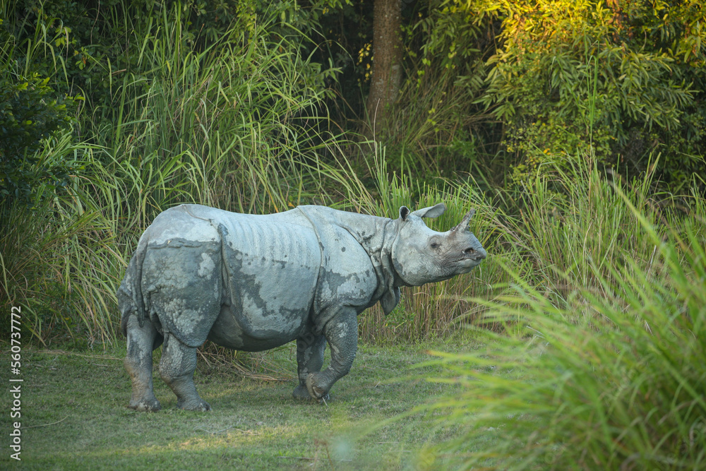 Photo & Art Print Endangered indian rhinoceros in the nature habitat of ...