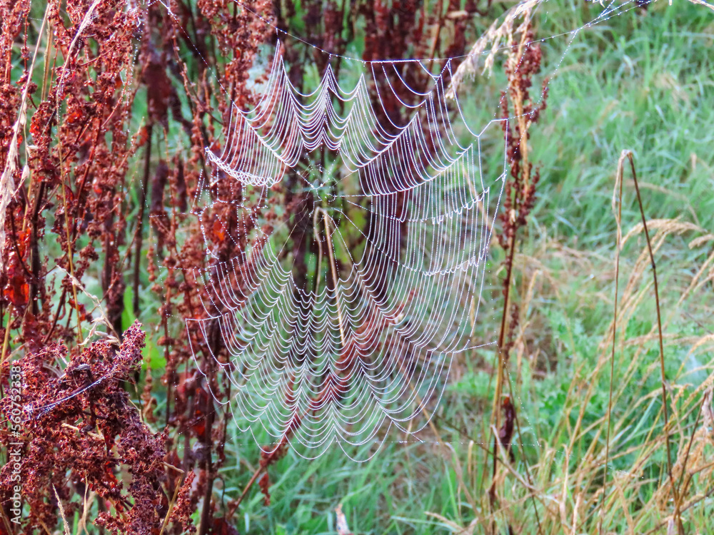 A spider web, spiderweb, spider's web, or cobweb is a structure created ...