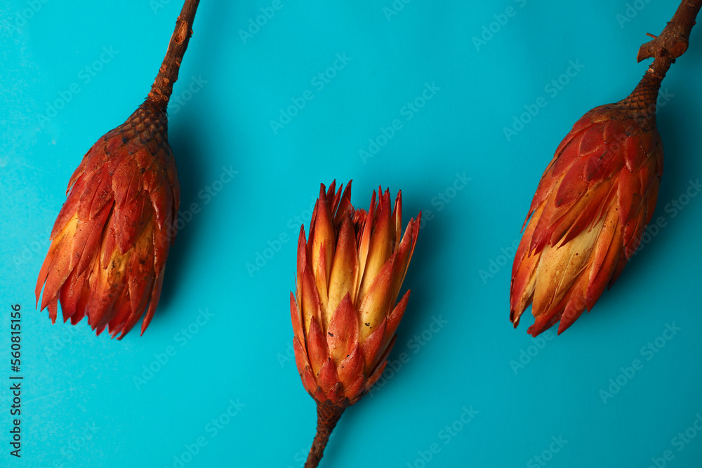exotic noble flower Protea is the national symbol of the Republic of ...