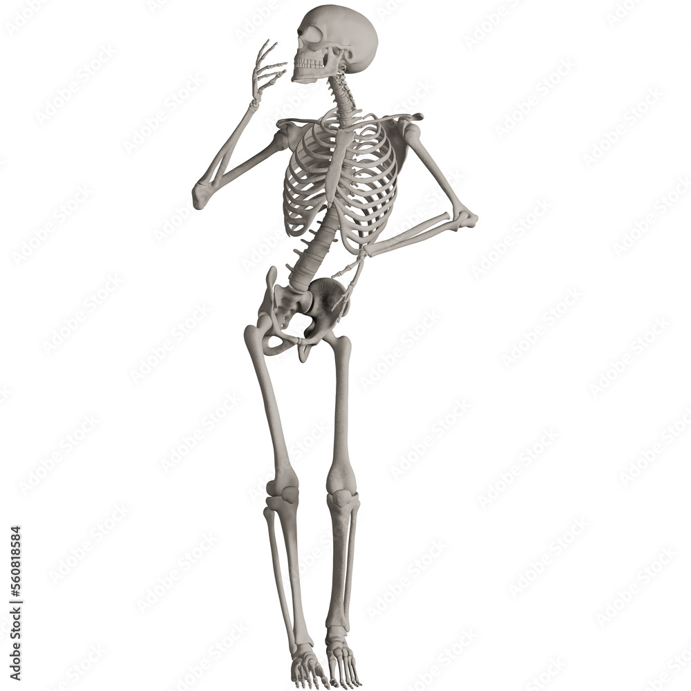 skeleton posing 3d render illustration with transparent background ...