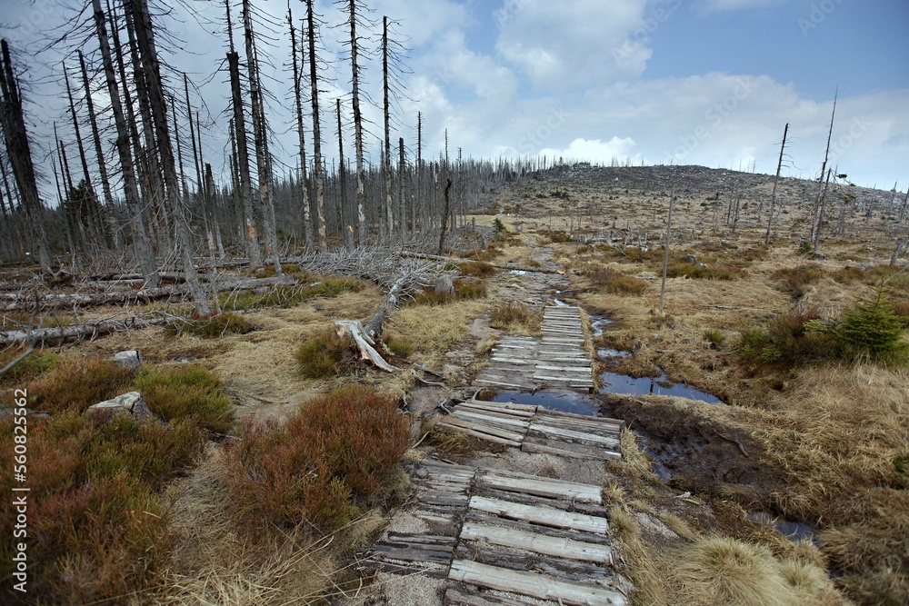 Devasted forest in caues of bark beetle infestation. Sumava National ...
