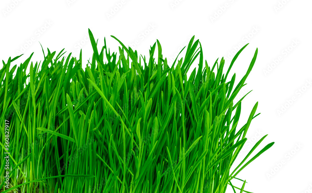 Green grass, isolated on transparent background. Sprouted oats. Png ...