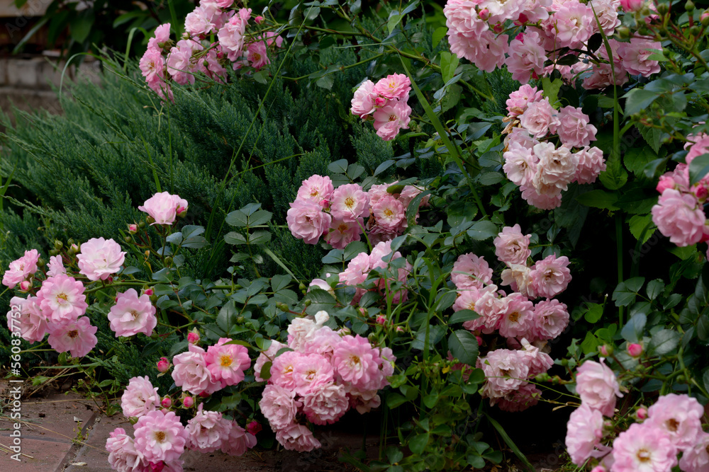 Groundcover rose, creeping pink Satina from Tantau against a background ...