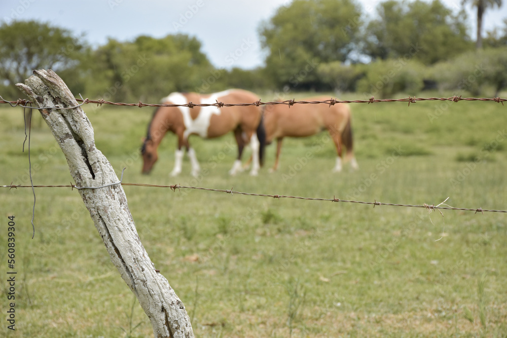 horse corral ranch in the field made with barbed wire Argentina rural ...