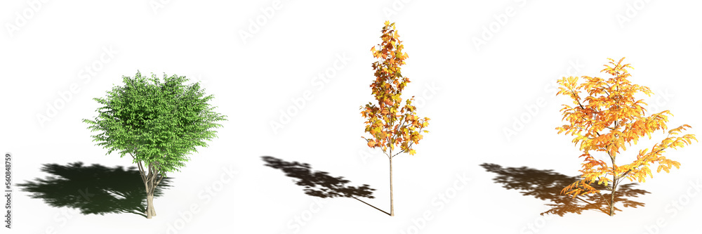 large tree with a shadow under it, isolated on a transparent background ...