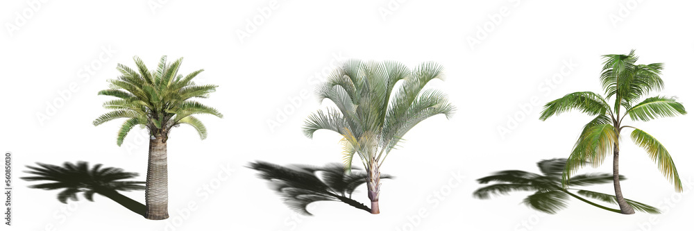 large tree with a shadow under it, isolated on a transparent background ...