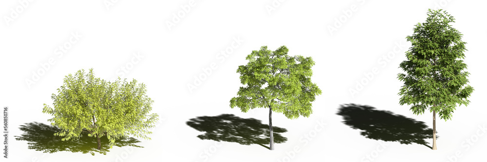 large tree with a shadow under it, isolated on a transparent background ...