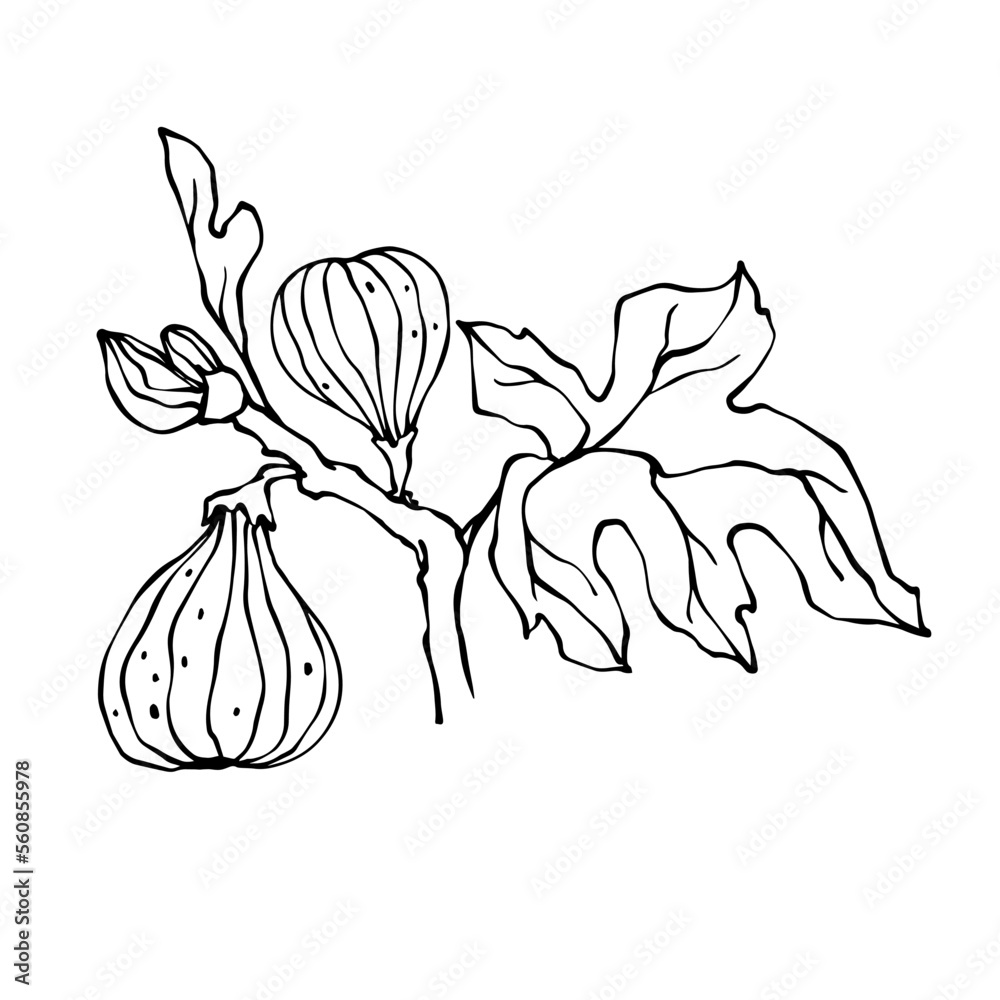 Linear sketch of fig branches with fruits and leaves.Vector graphics ...
