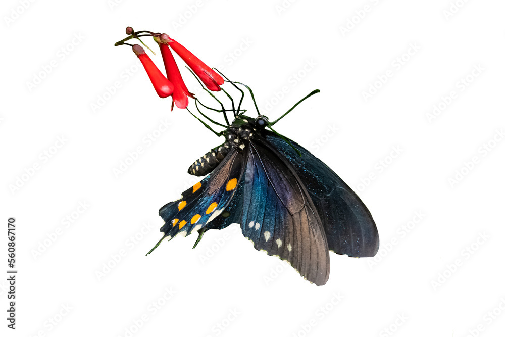 Pipevine Swallowtail (Battus philenor) Photo, Feeding on a Firecracker ...