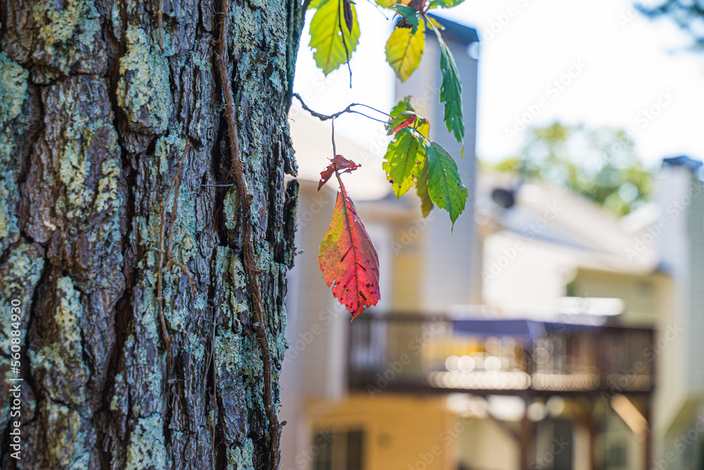The season of autumn has arrived in the United States. The various leaf ...
