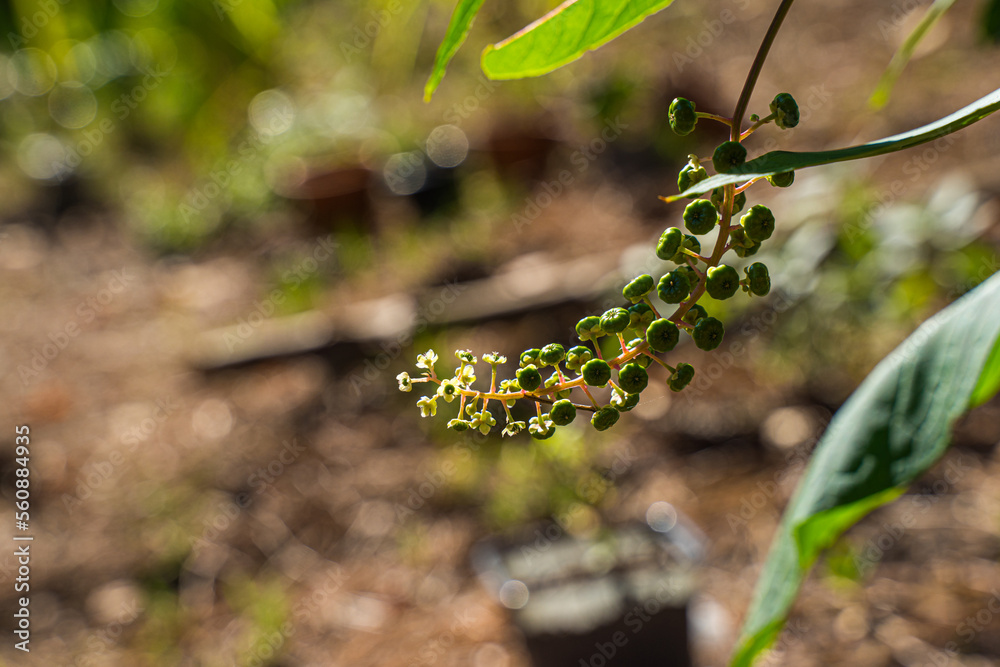 Native Americans use pokeweed as a herb. Studies said it has anti-tumor ...