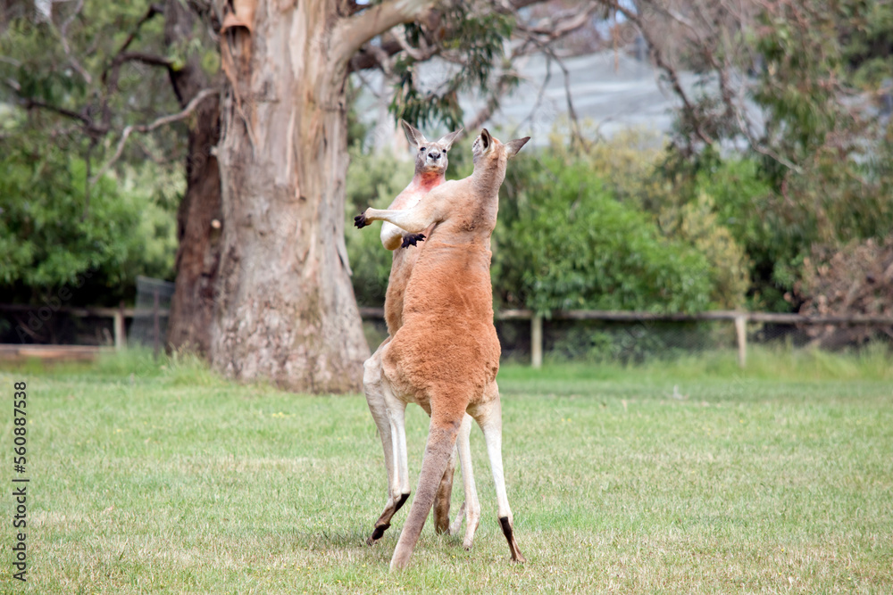 the two male kangaroos are fighting over who will end up mating with ...