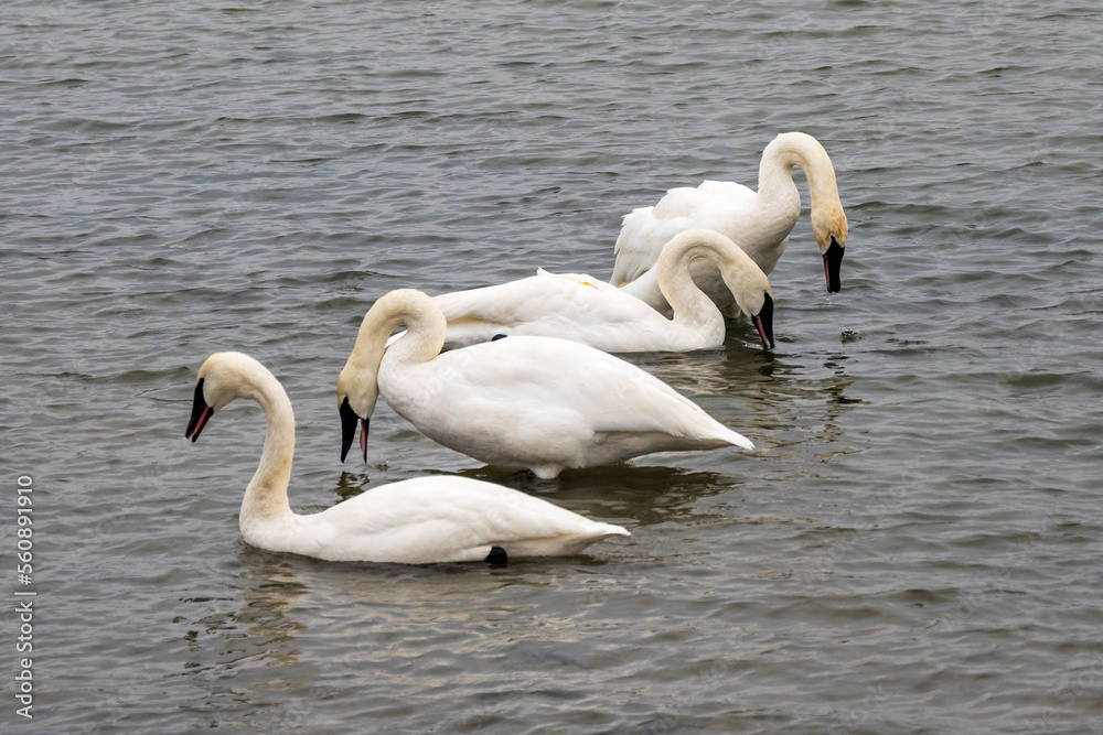 Wild Trumpeter Swans (Cygnus buccinator), the heaviest living bird ...