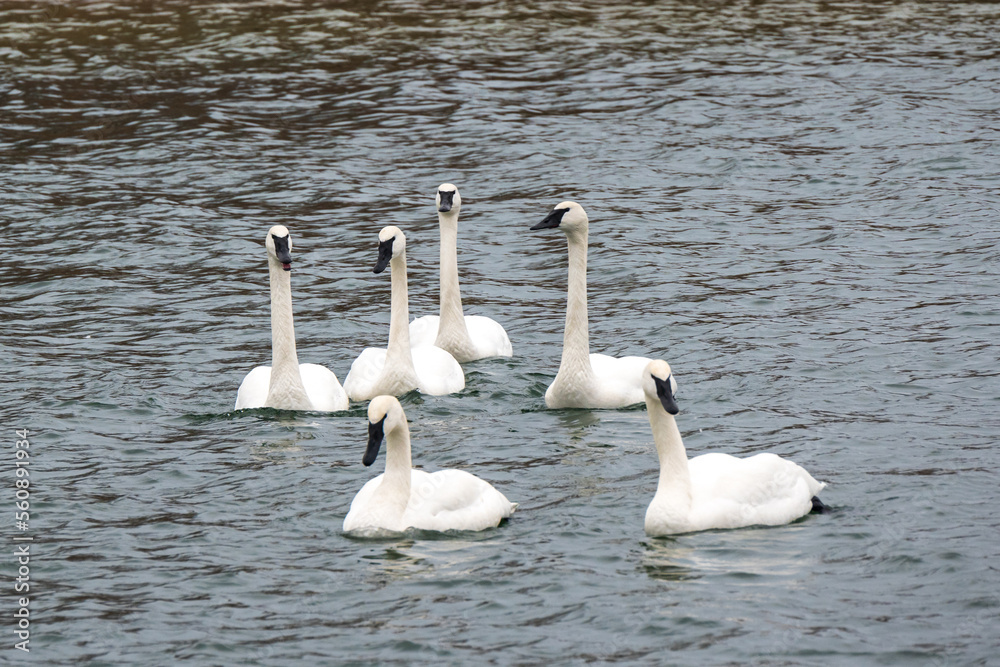 Wild Trumpeter Swans (Cygnus buccinator), the heaviest living bird ...