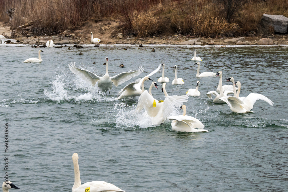 Wild Trumpeter Swans (Cygnus buccinator), actively socializing, in ...