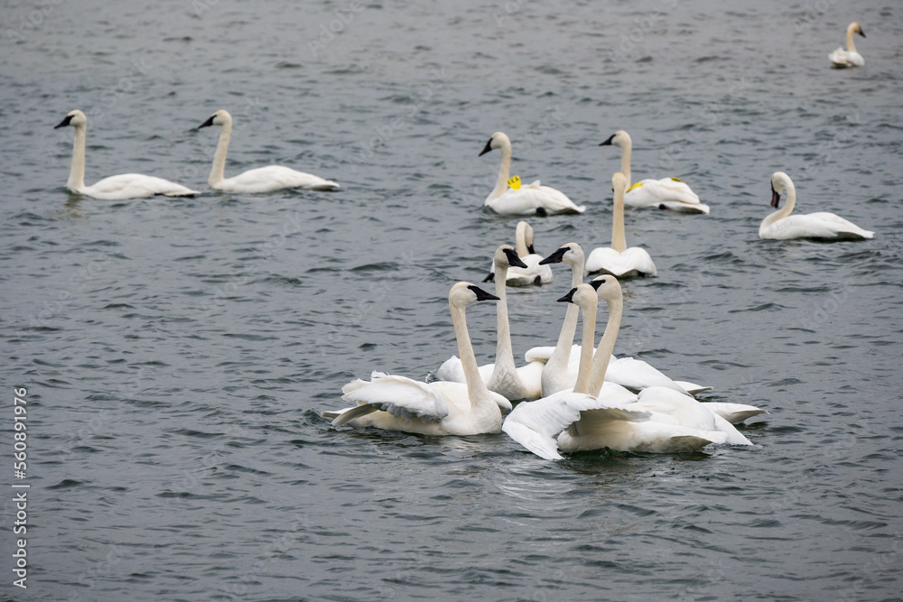 Wild Trumpeter Swans (Cygnus buccinator), the heaviest living bird ...